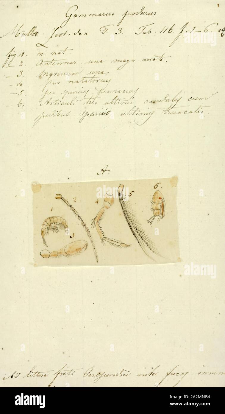Gammarus podurus, Print, Gammarus is an amphipod crustacean genus in ...