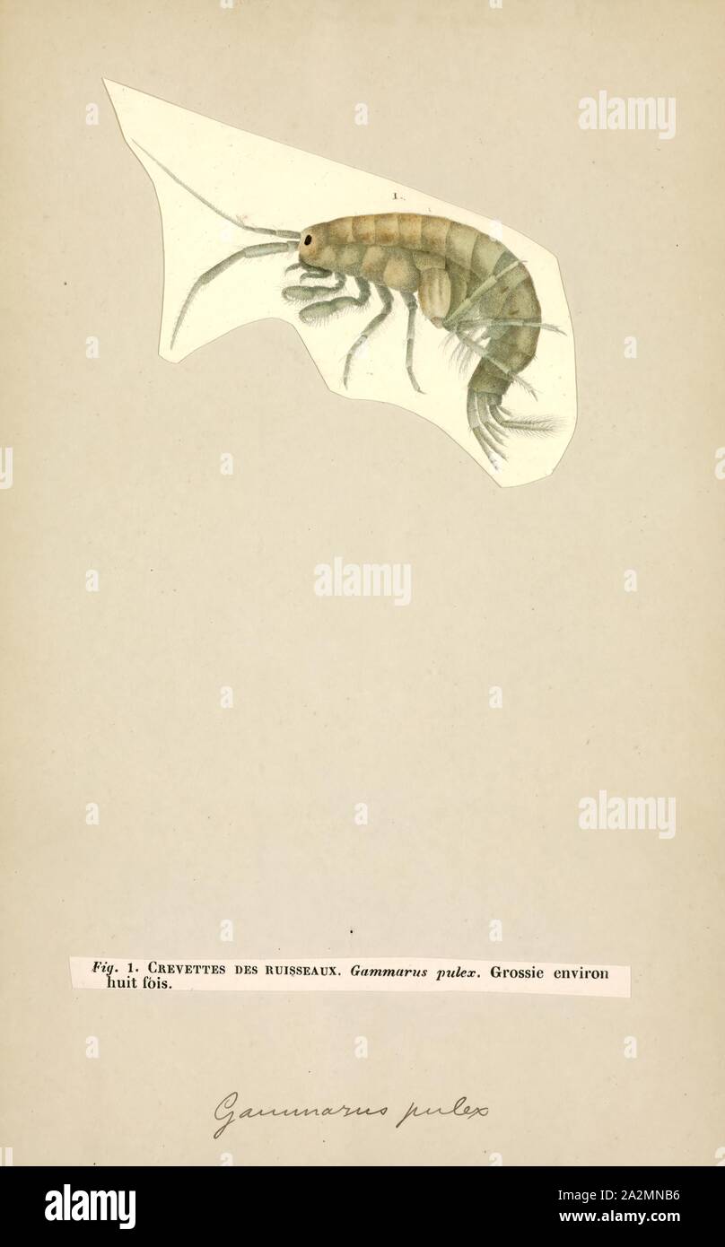 Amphipod Crustacean