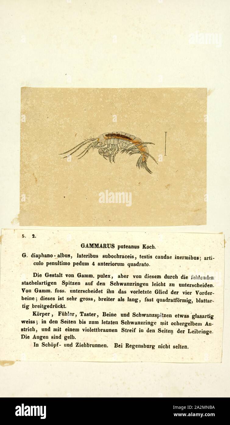 Gammarus pulex hi-res stock photography and images - Alamy