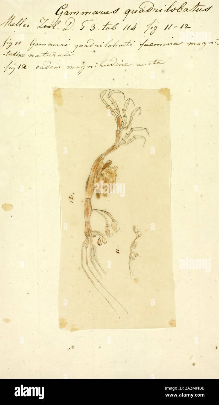 Gammarus quadrilobatus, Print, Caprella linearis (linear skeleton ...