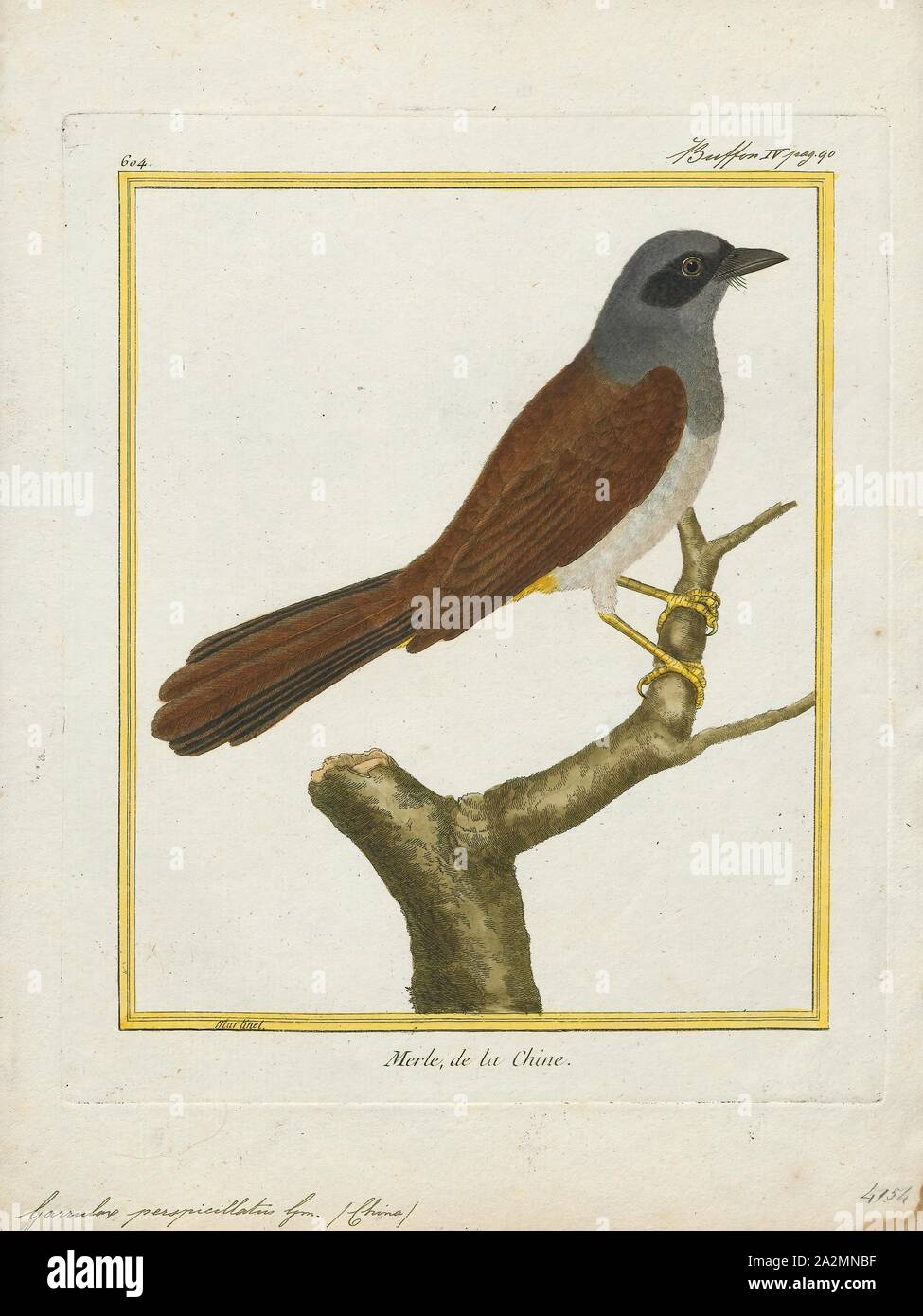 Pterorhinus perspicillatus hi-res stock photography and images - Alamy