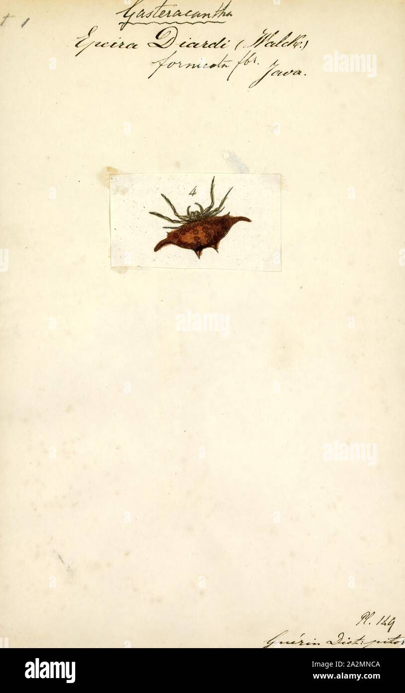 Gasteracantha genus hi-res stock photography and images - Alamy