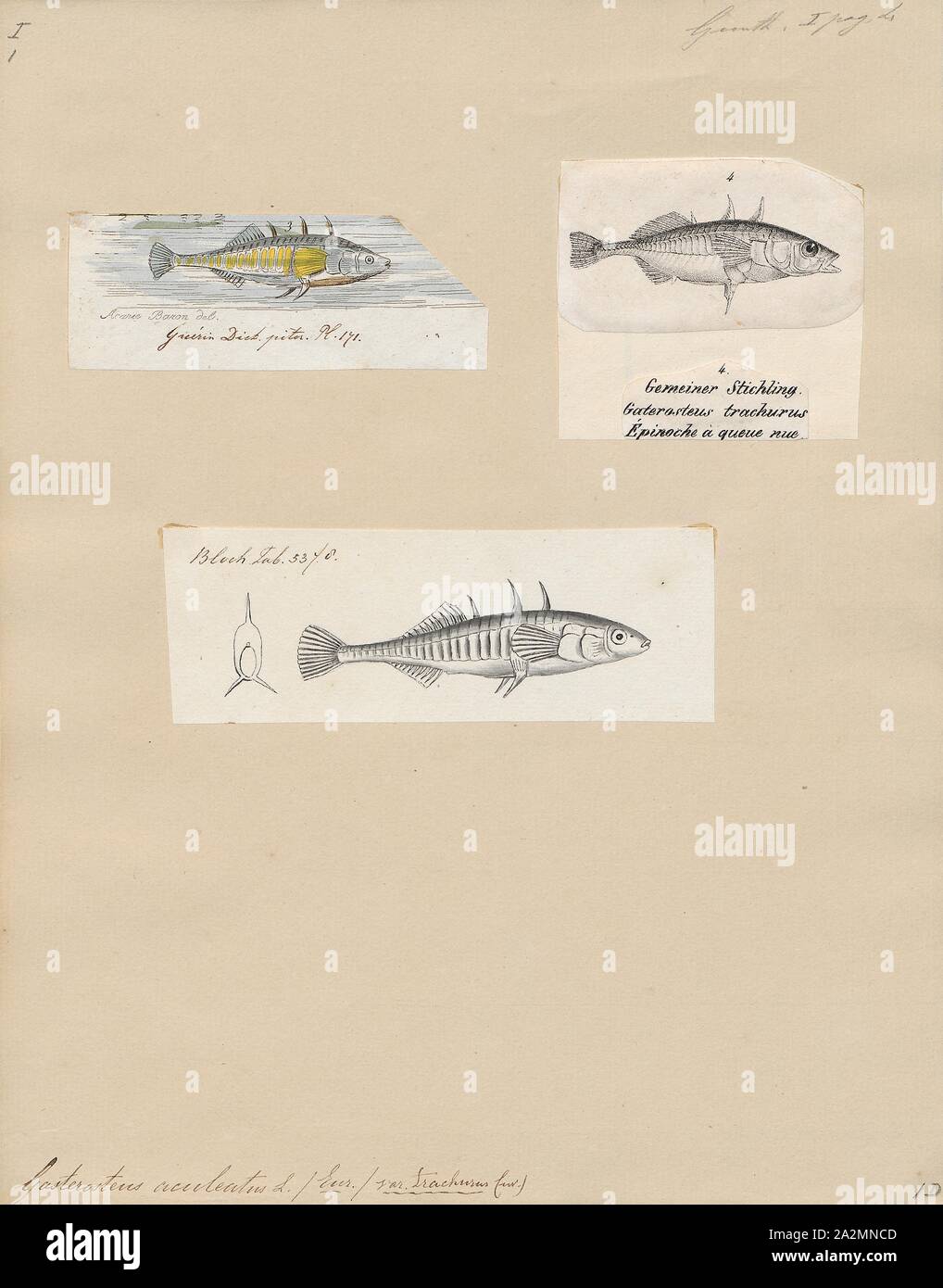 Gasterosteus aculeatus var. D trachurus, Print, Gasterosteus is a genus ...