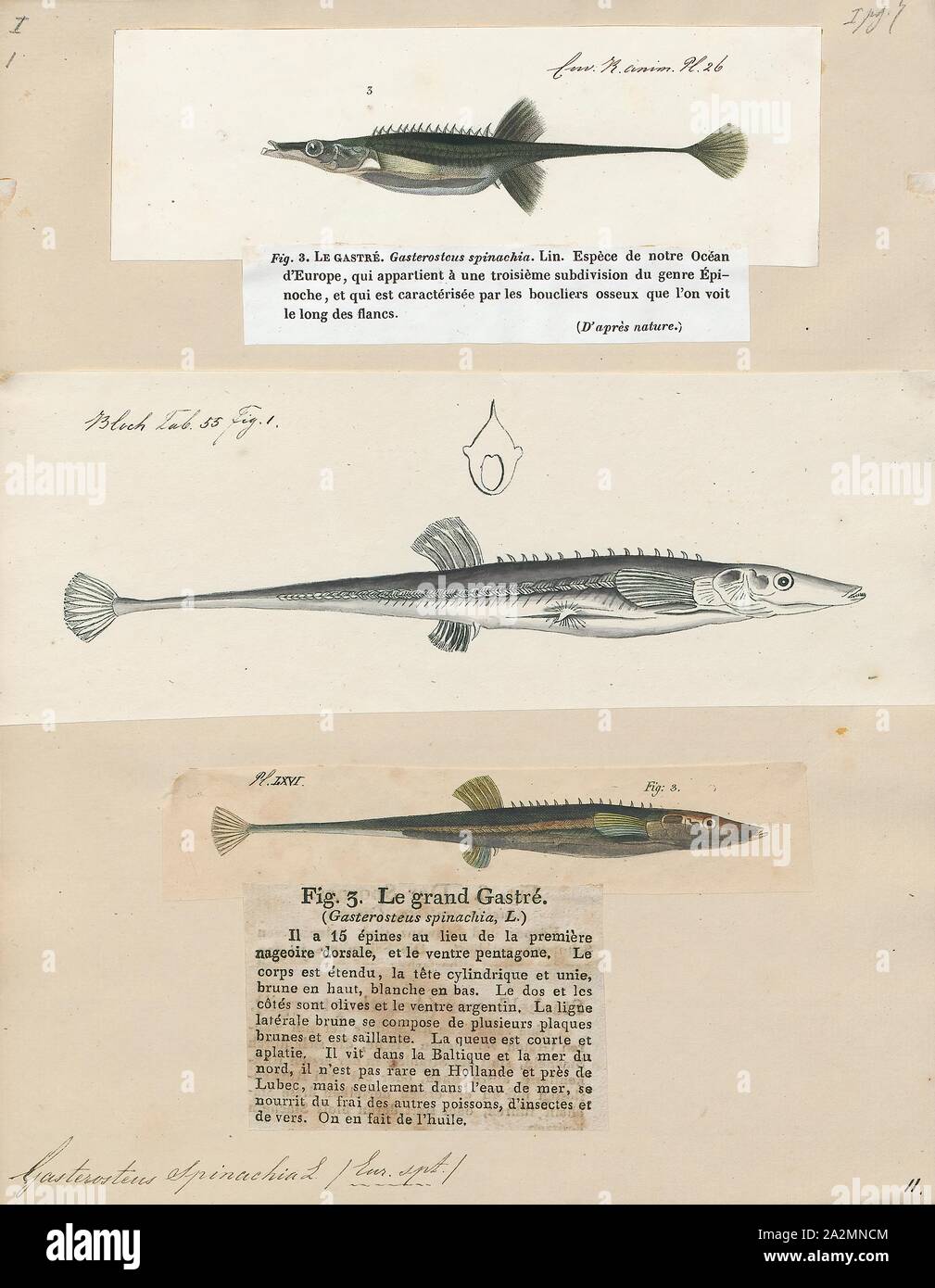 Benthopelagic hi-res stock photography and images - Alamy