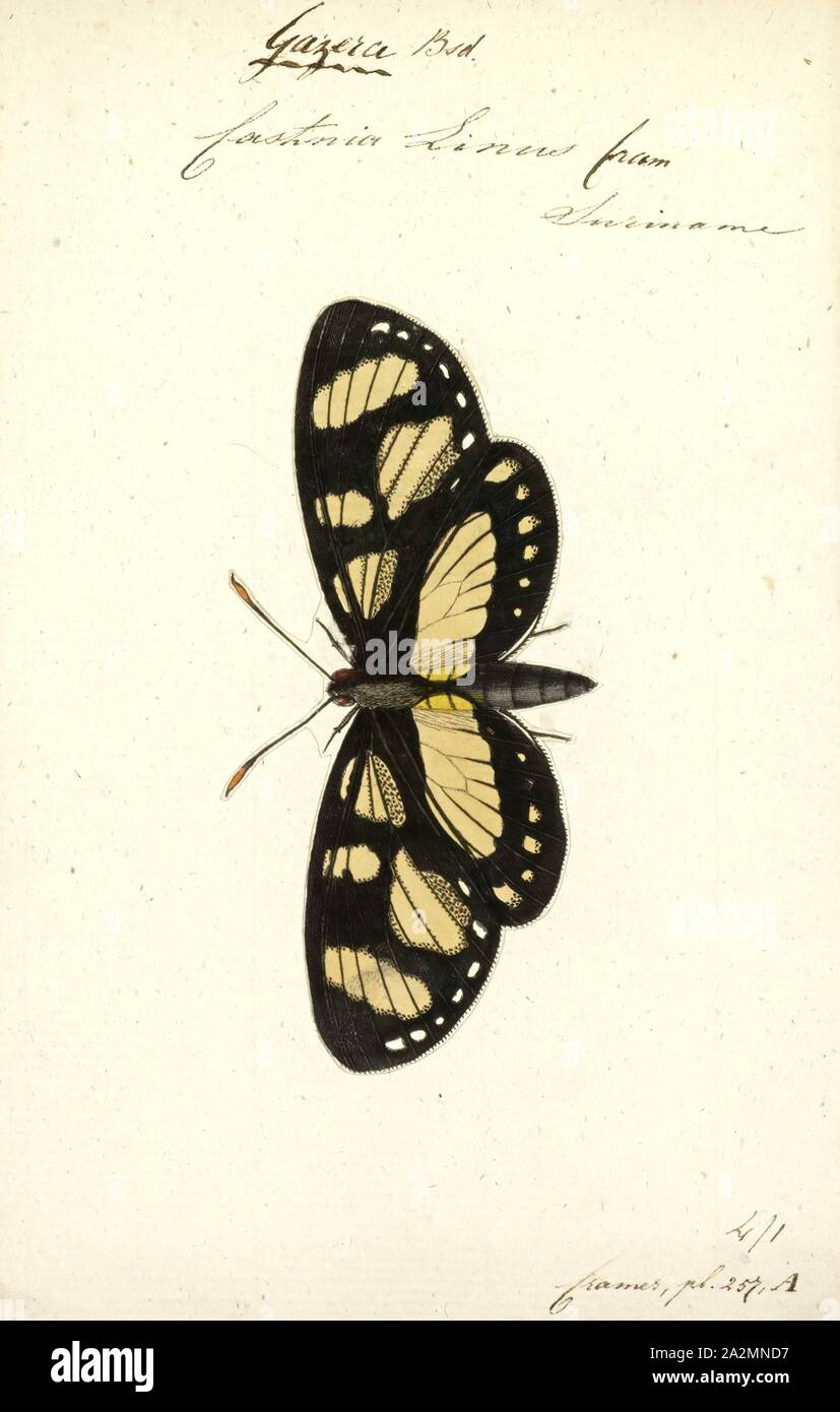 1853 species hi-res stock photography and images - Alamy