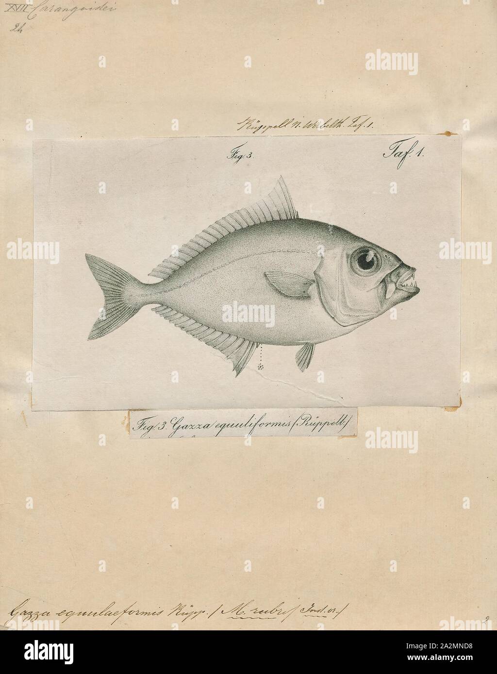 Gazza equulaeformis, Print, 1700-1880 Stock Photo - Alamy