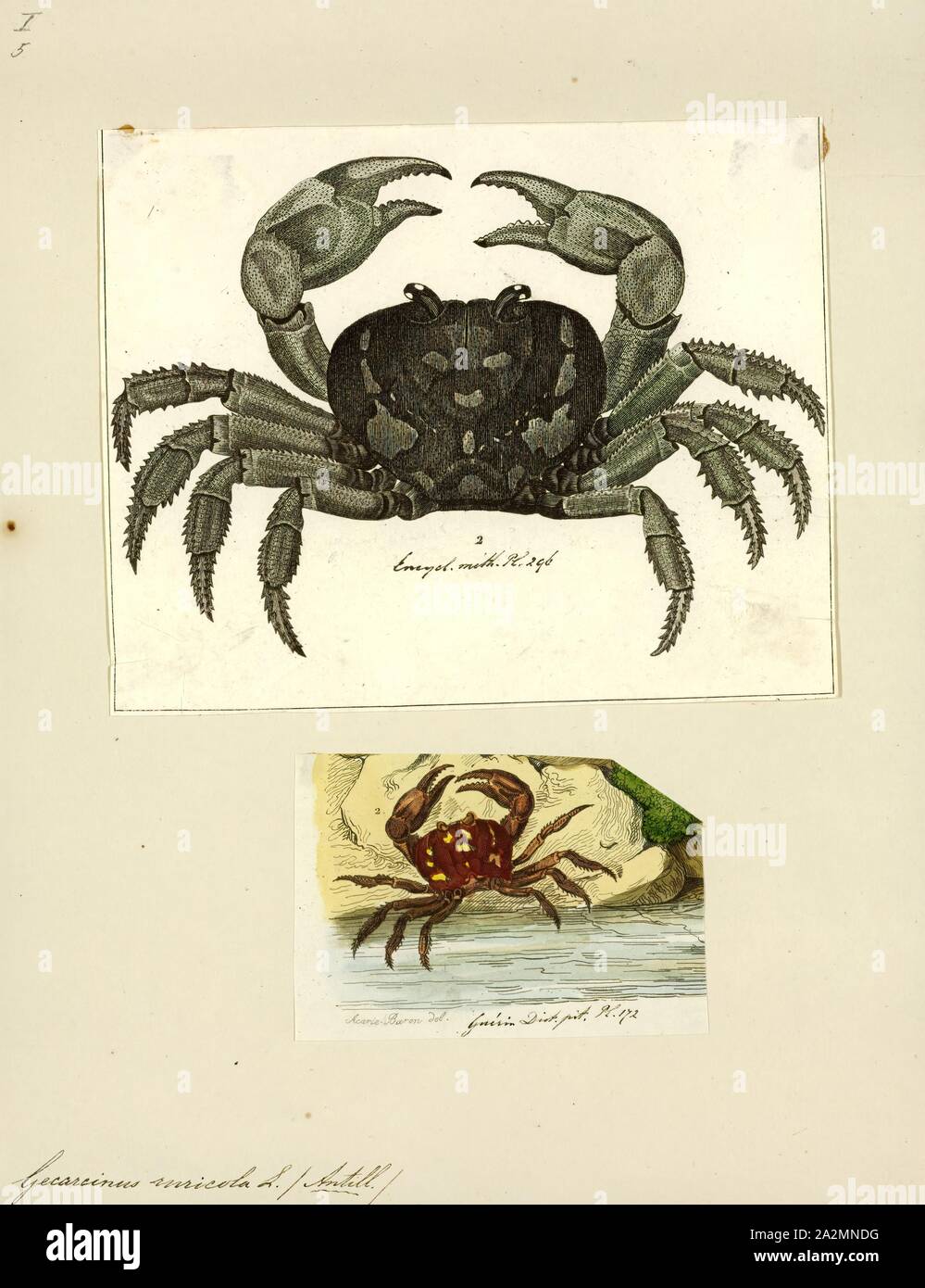 Black land crab hi-res stock photography and images - Alamy