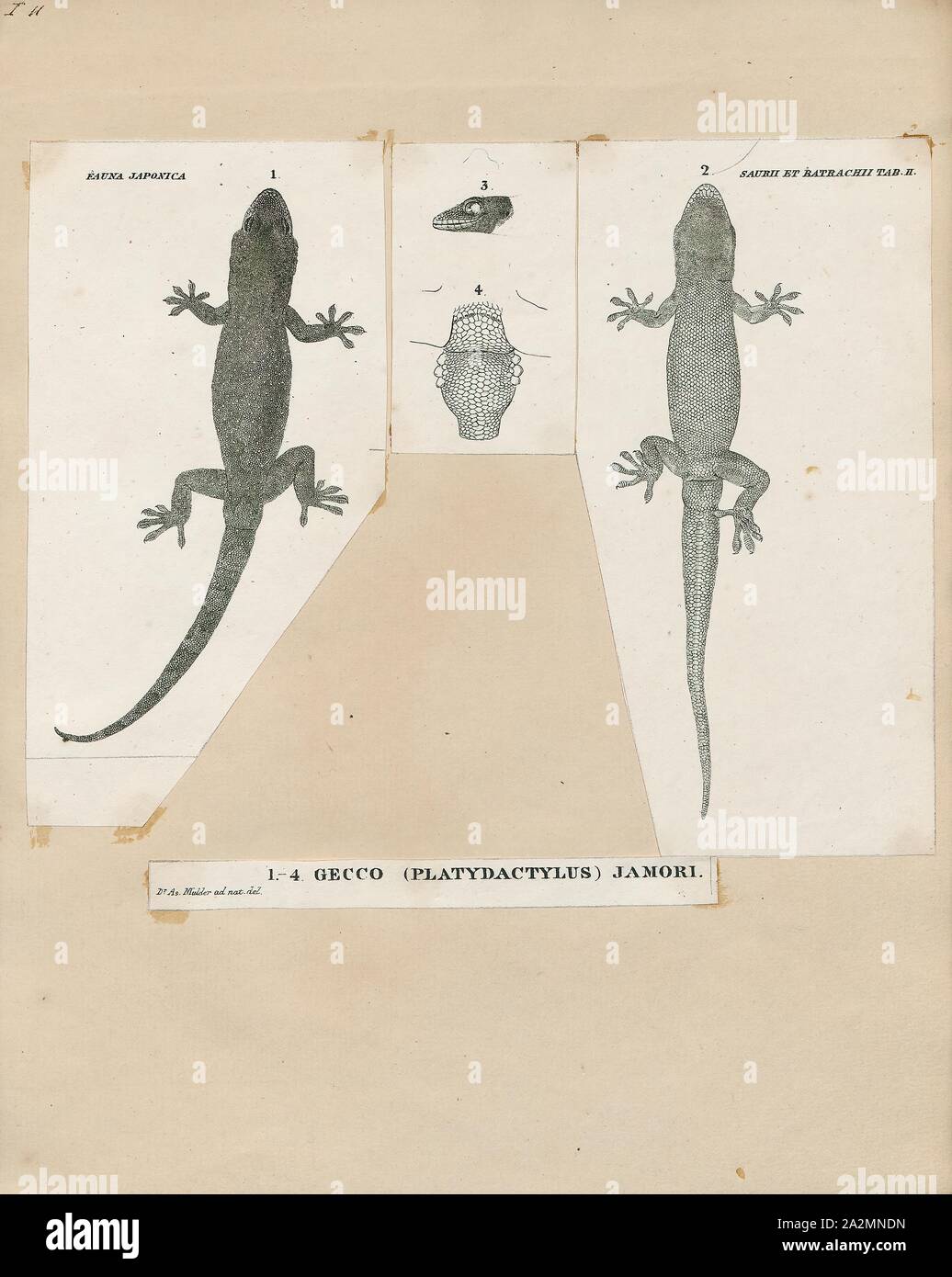 Gecco jamori, Print, 1700-1880 Stock Photo - Alamy