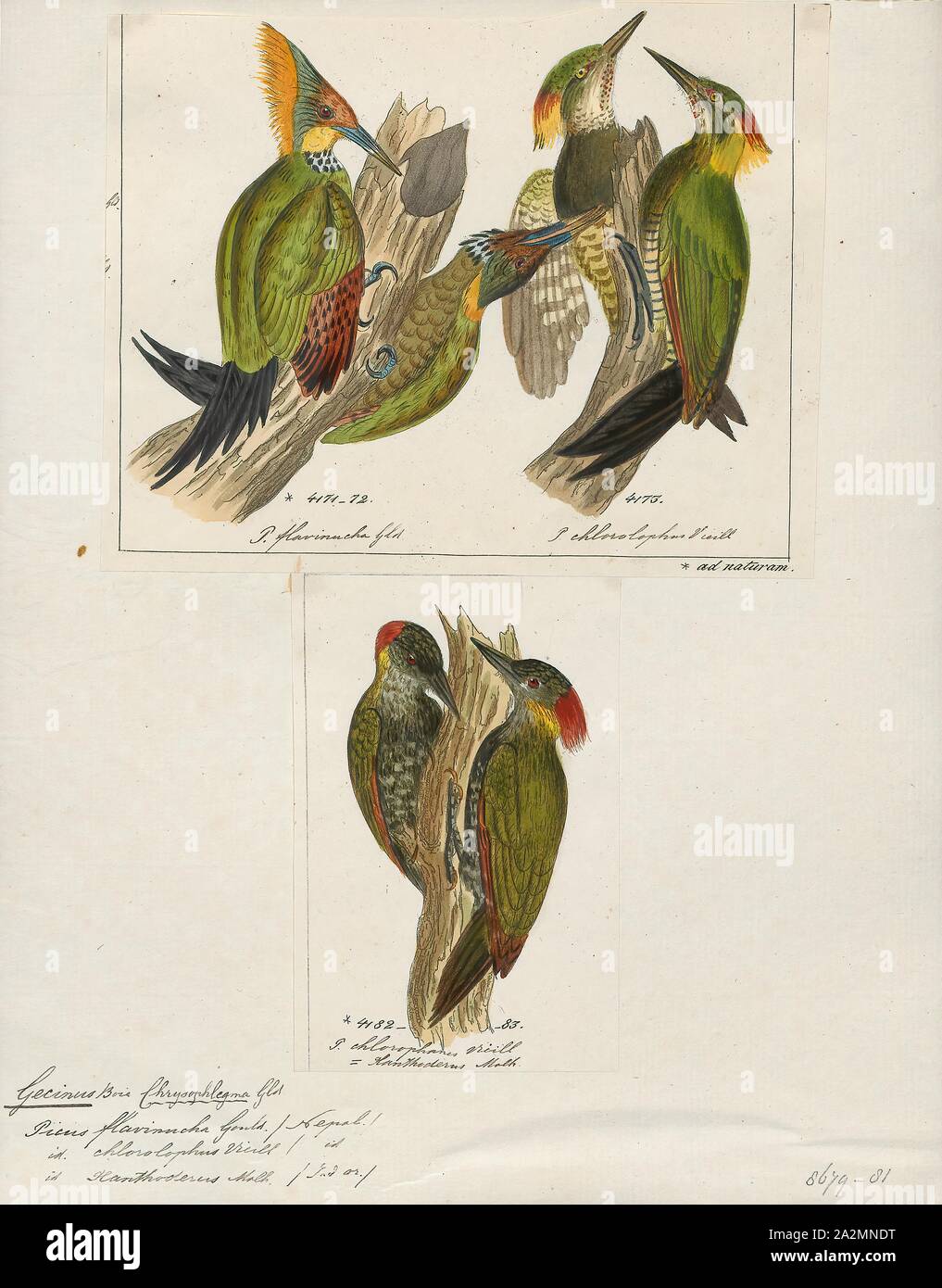 Birds of north africa hi-res stock photography and images - Alamy