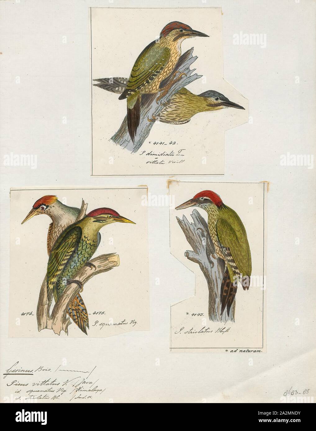 Birds of north africa hi-res stock photography and images - Alamy