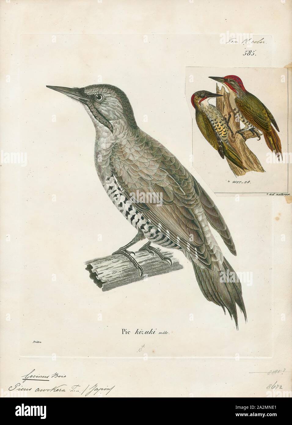 Gecinus awokera hi-res stock photography and images - Alamy