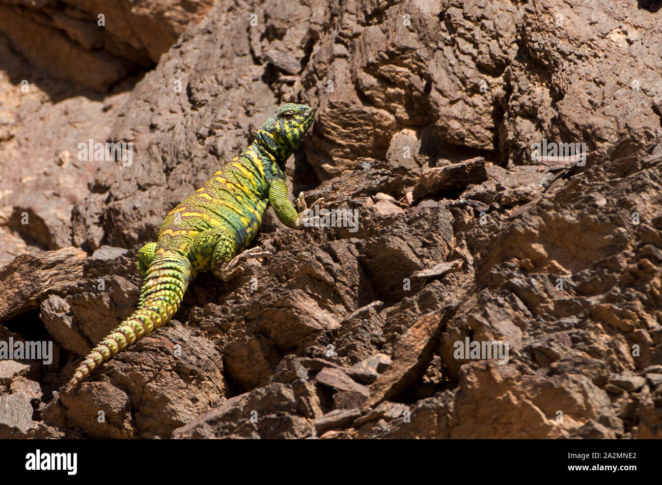 Uromastyx ornata hi-res stock photography and images - Alamy