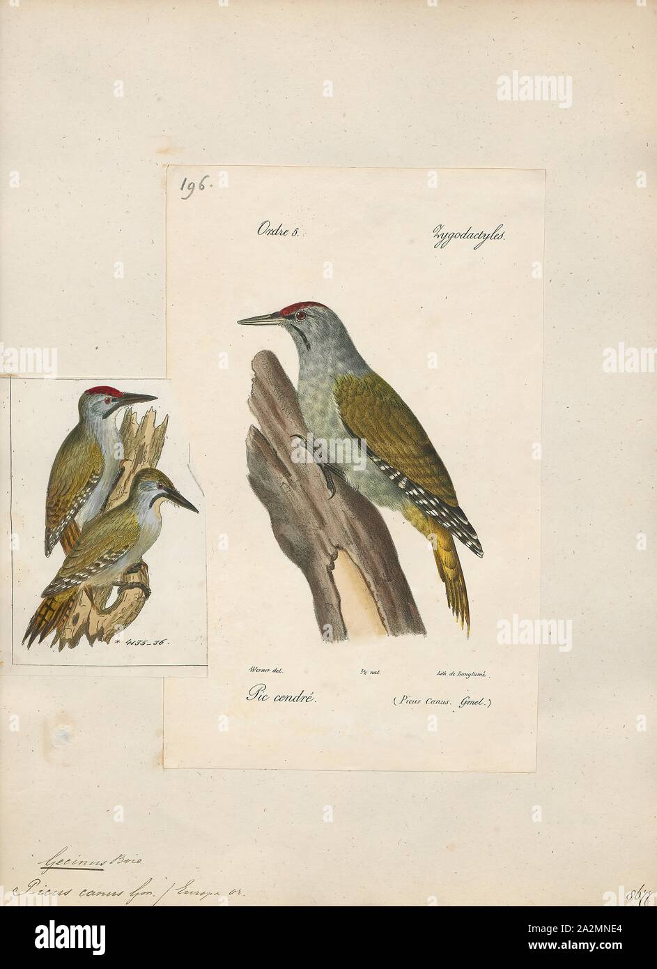 Gecinus canus, Print, Picus (genus), Picus is a genus of birds in the ...