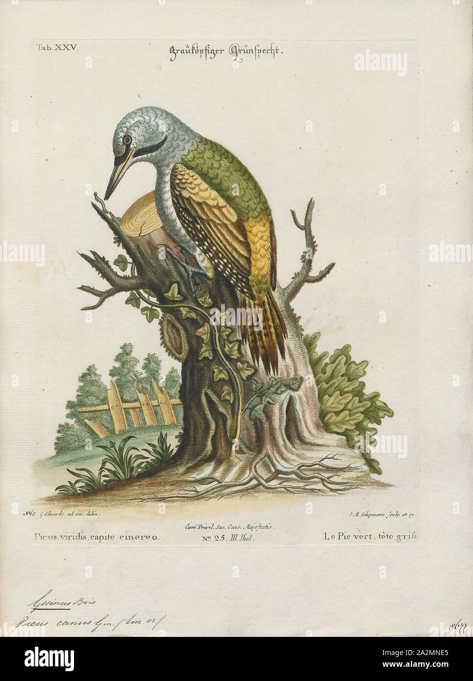 Gecinus canus hi-res stock photography and images - Alamy