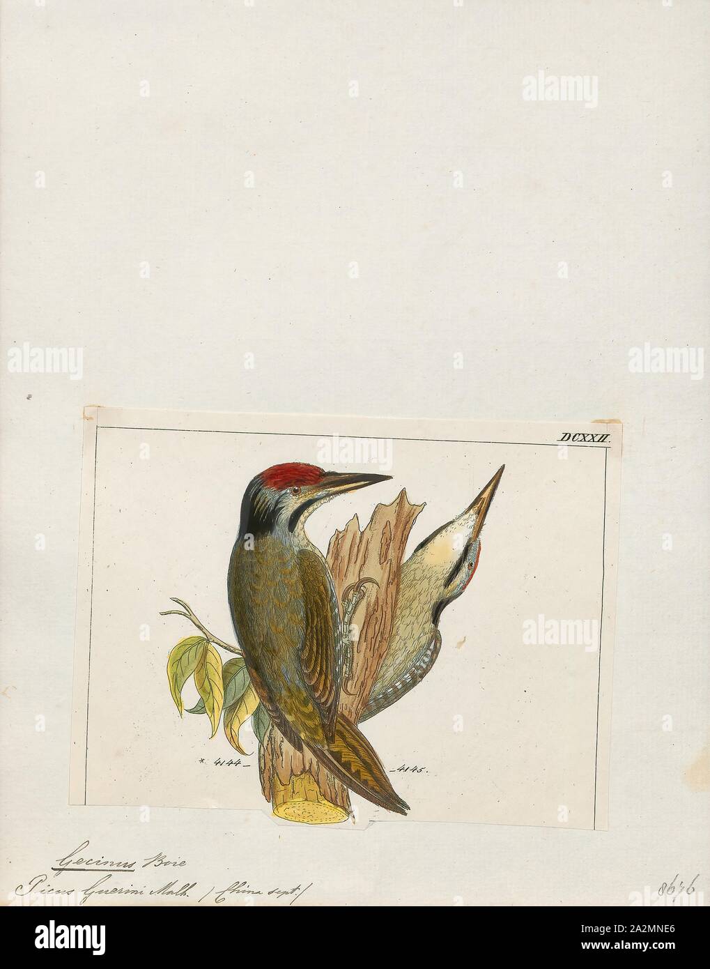 Picus guerini hi-res stock photography and images - Alamy