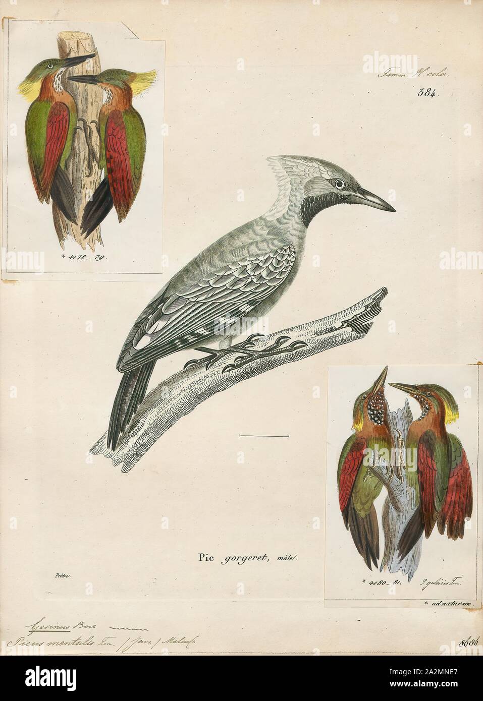 Gecinus mentalis hi-res stock photography and images - Alamy