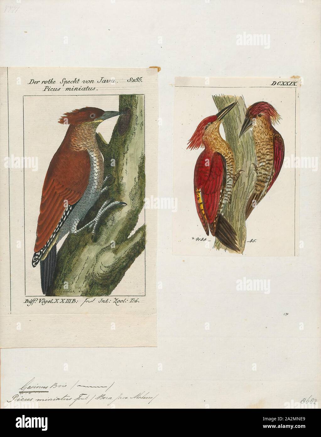 Gecinus miniatus, Print, Picus (genus), Picus is a genus of birds in ...