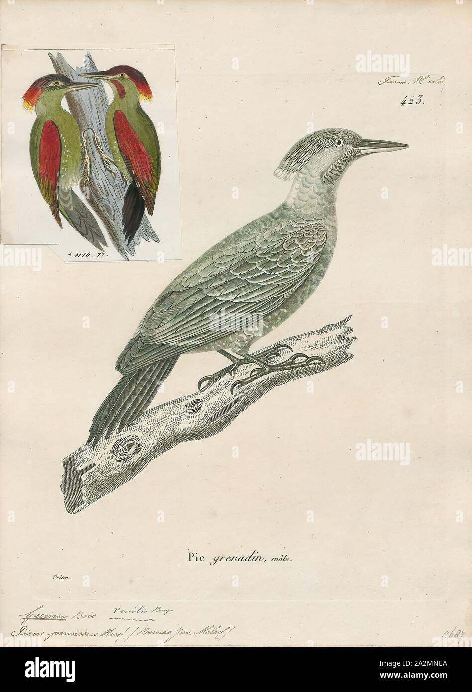 Gecinus puniceus, Print, Picus (genus), Picus is a genus of birds in ...