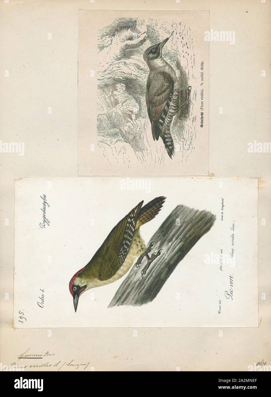 Gecinus viridis, Print, Picus (genus), Picus is a genus of birds in the ...