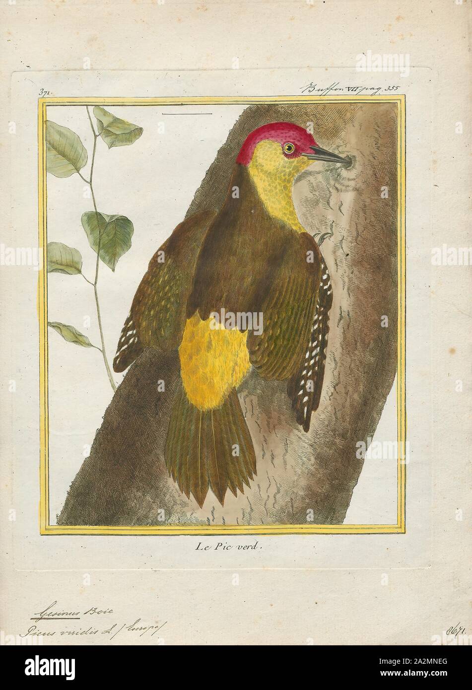 Gecinus viridis, Print, Picus (genus), Picus is a genus of birds in the ...