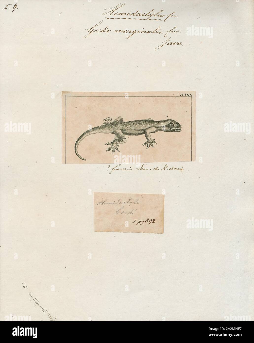 Gecko marginatus hi-res stock photography and images - Alamy