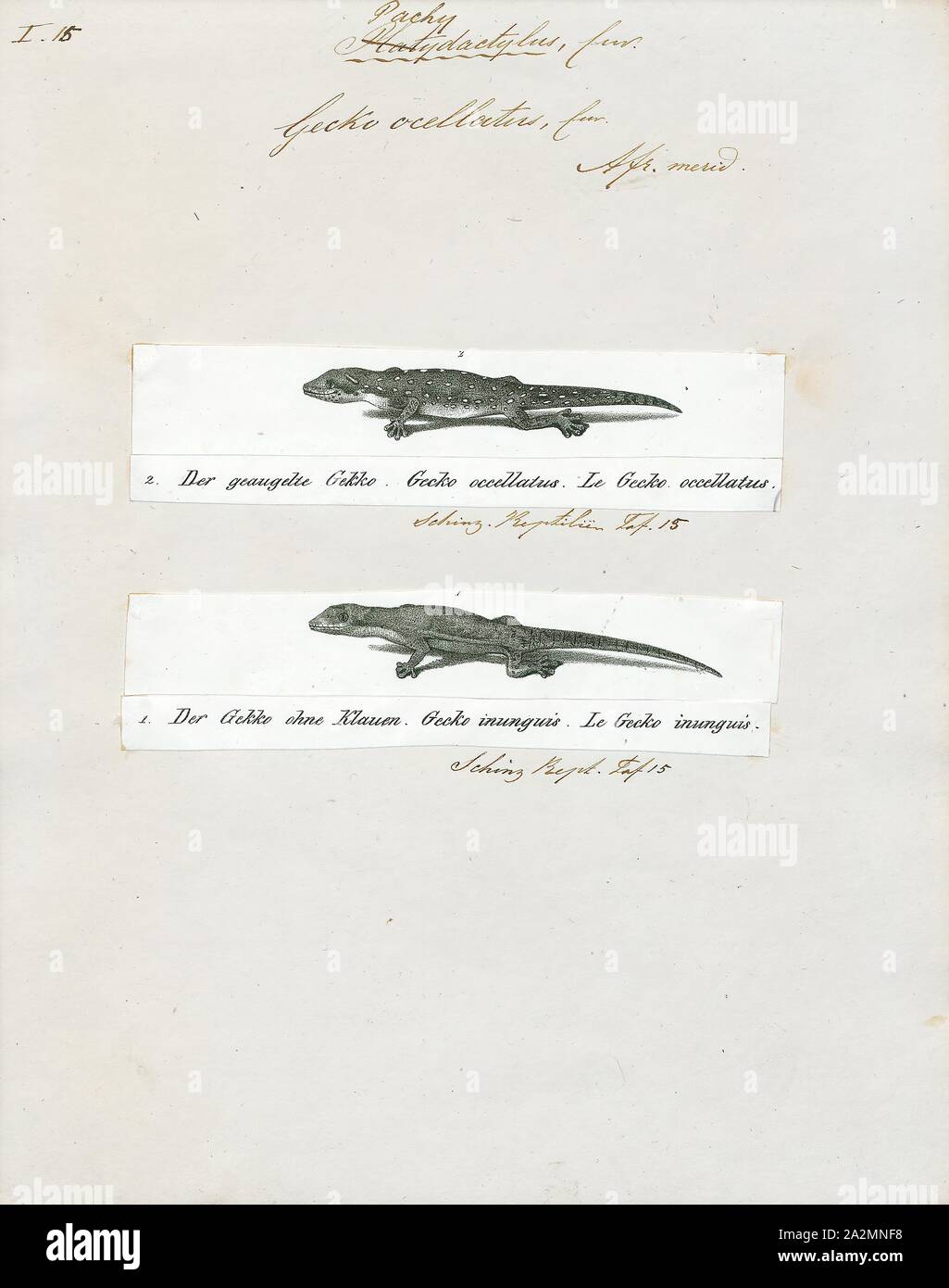 Gecko ocellatus hi-res stock photography and images - Alamy