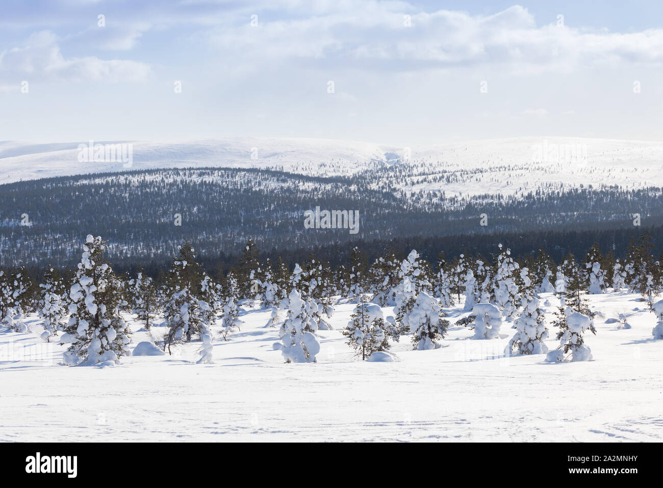 Crown snow-load at the trees at the Lapland Stock Photo - Alamy