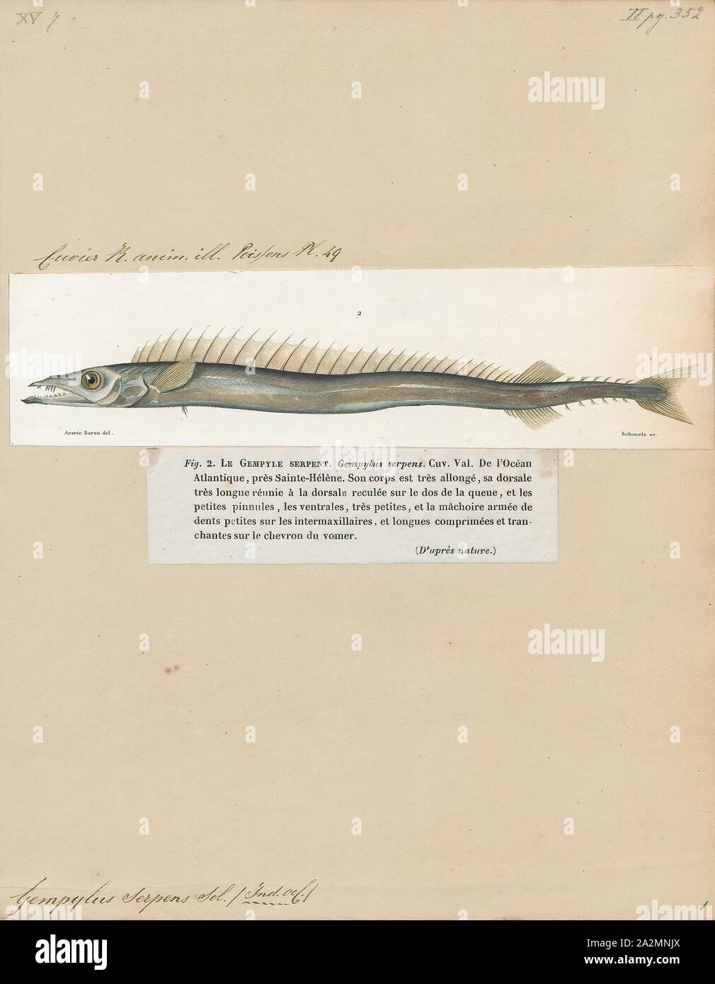 Gempylus serpens, Print, The snake mackerel (Gempylus serpens) is a ...