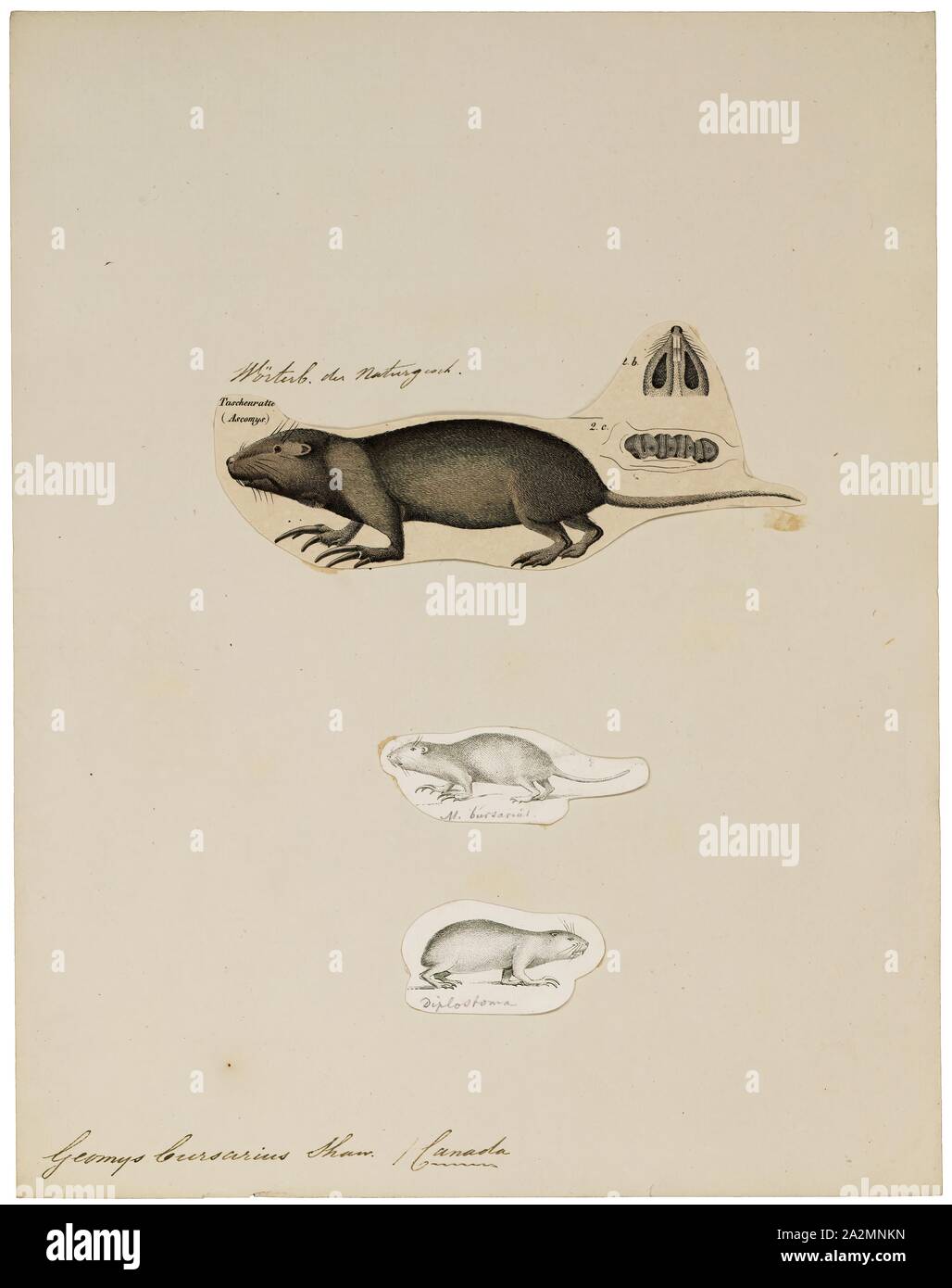 North American Gopher