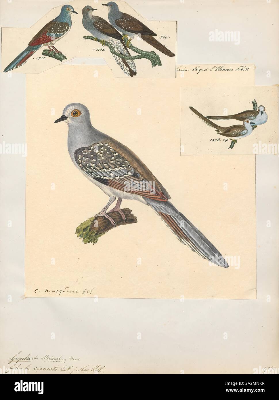 Australias smallest pigeons hi-res stock photography and images - Alamy