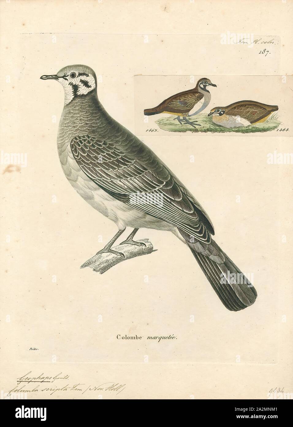 Squatter pigeon pigeon geophaps scripta australia hi-res stock ...