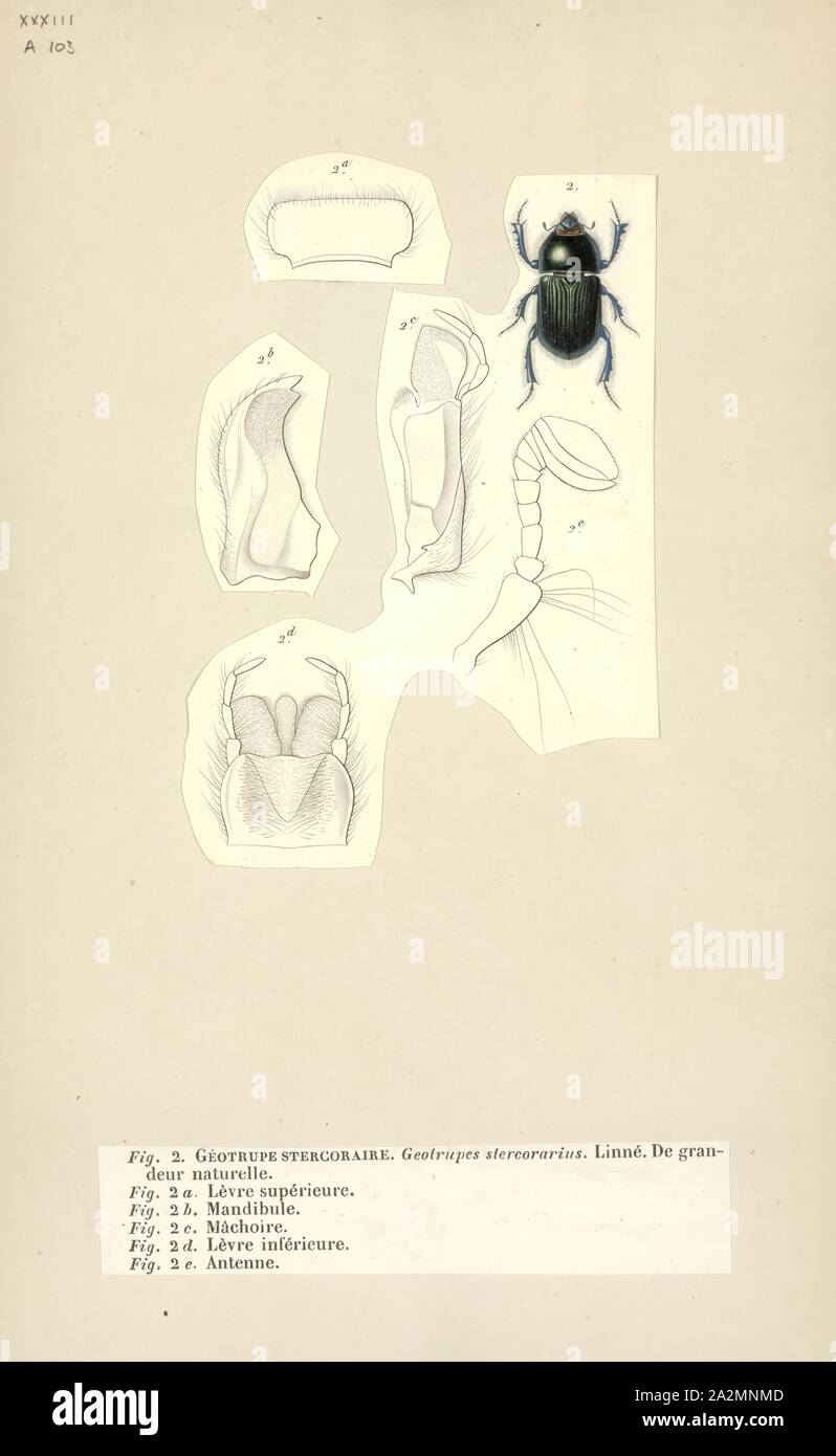 Geotrupes, Print, Geotrupes (from Greek 'earth-boring') is a genus of ...