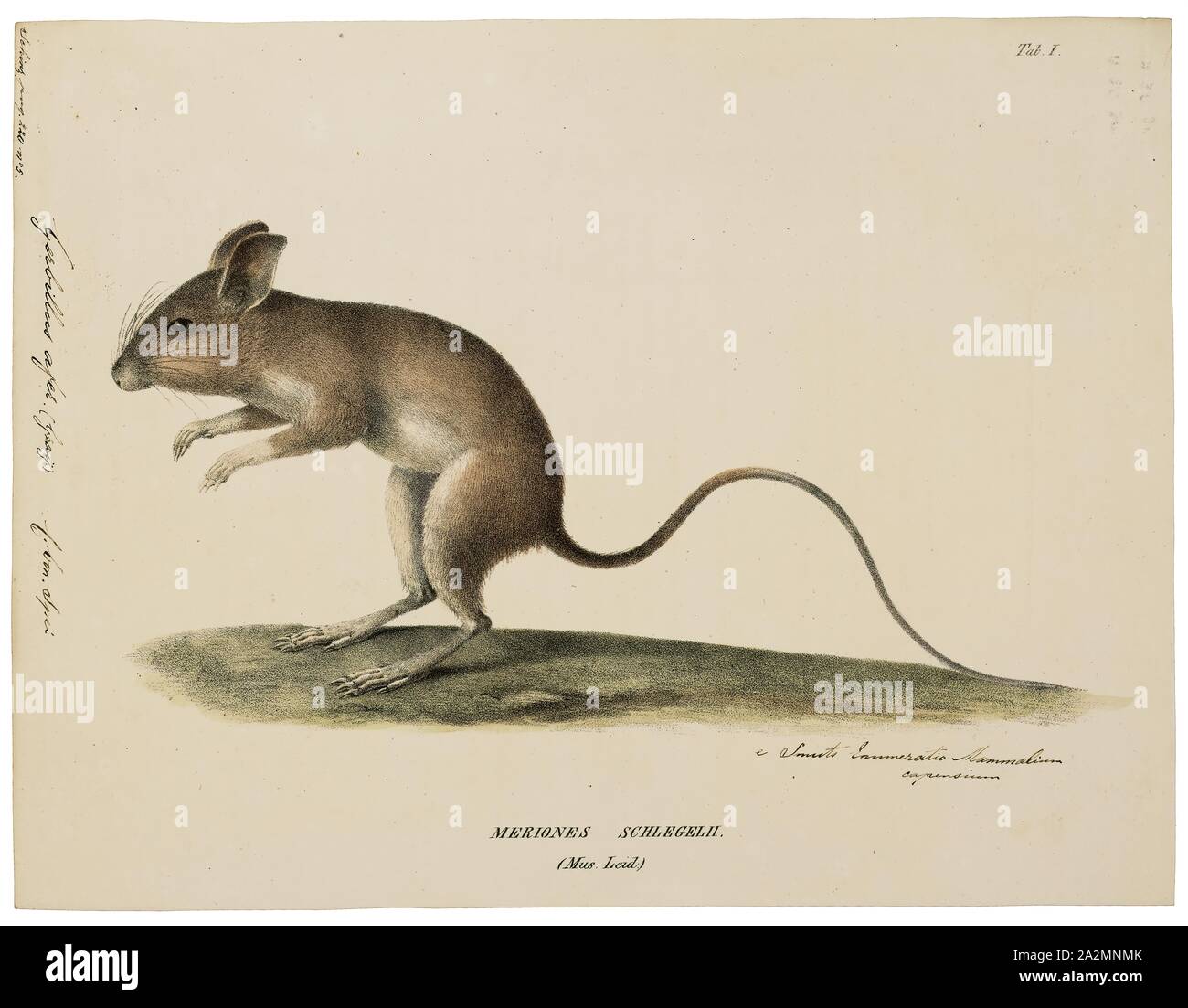 Taxonomic studies hi-res stock photography and images - Alamy