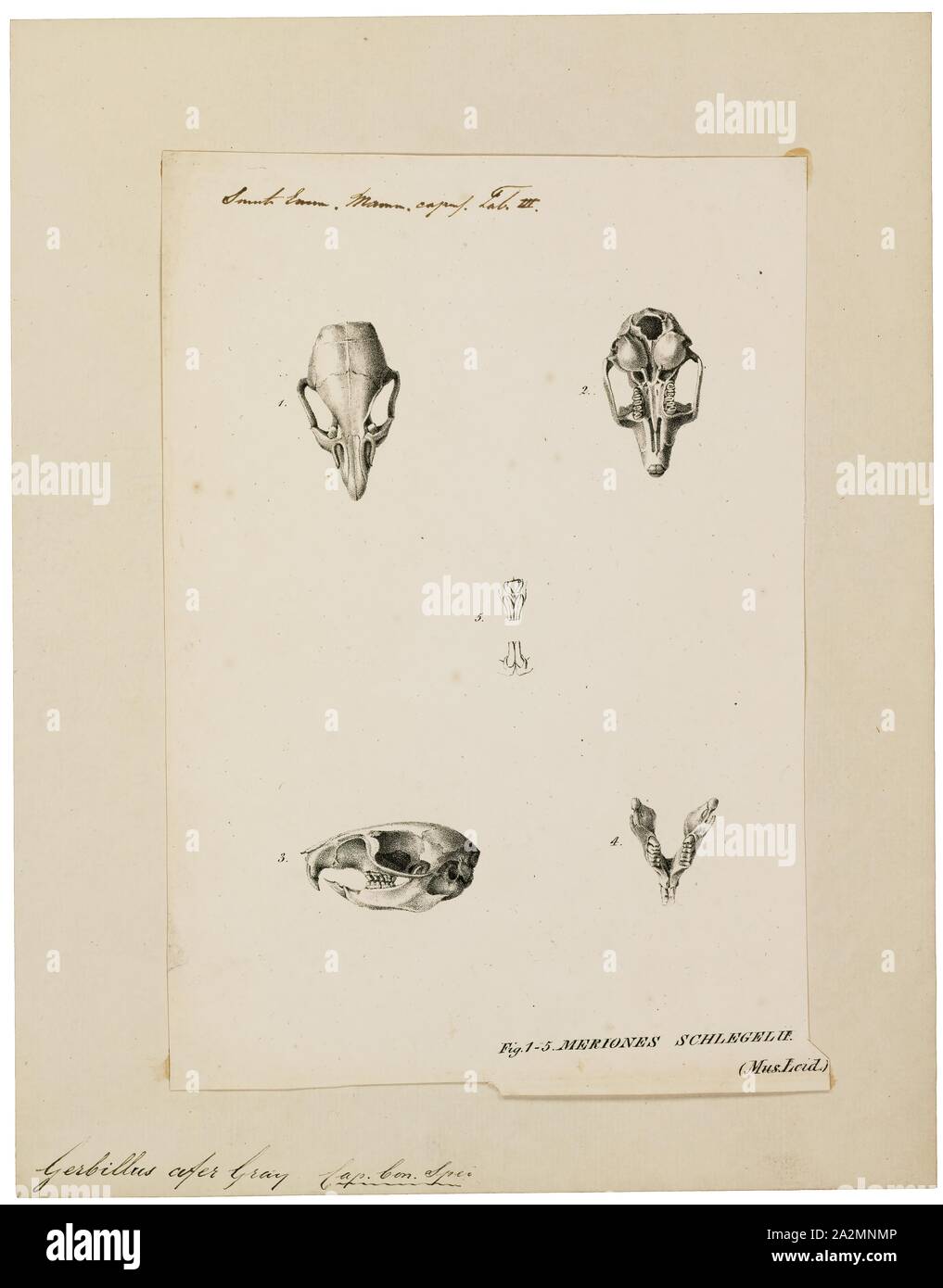 Morphological hi-res stock photography and images - Alamy