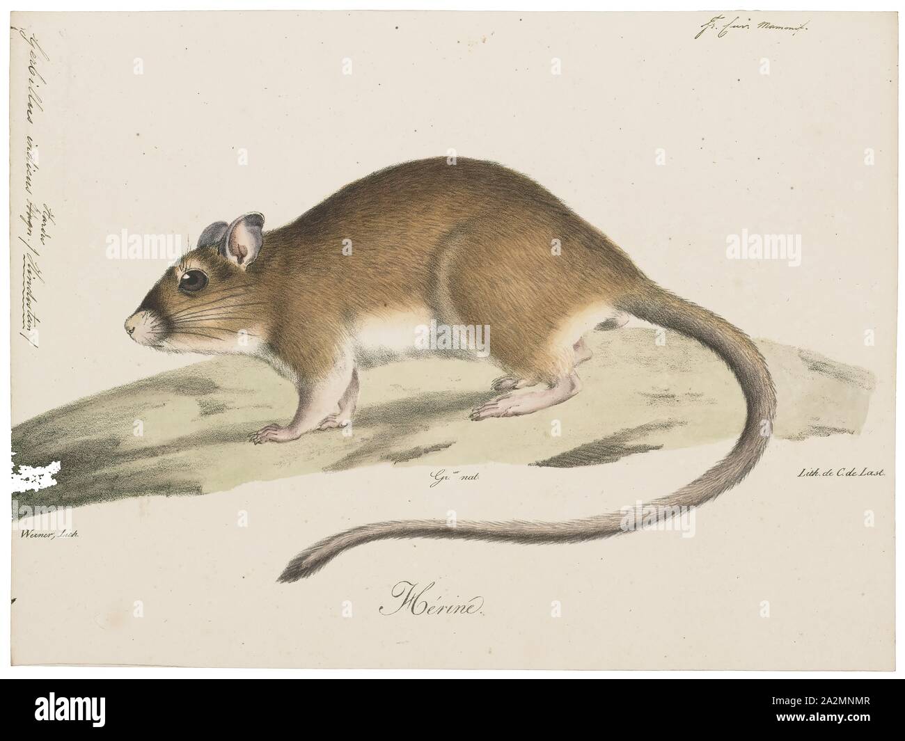 Gerbillus indicus hi-res stock photography and images - Alamy