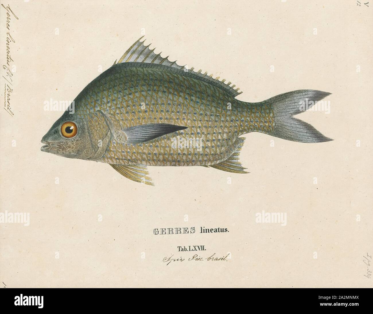 Gerres lineatus hi-res stock photography and images - Alamy