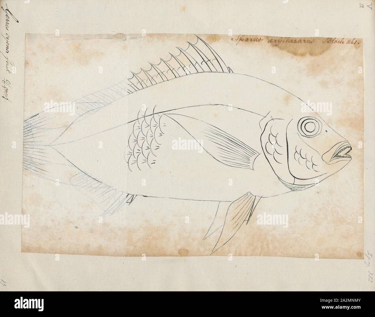 Mojarra native hi-res stock photography and images - Alamy