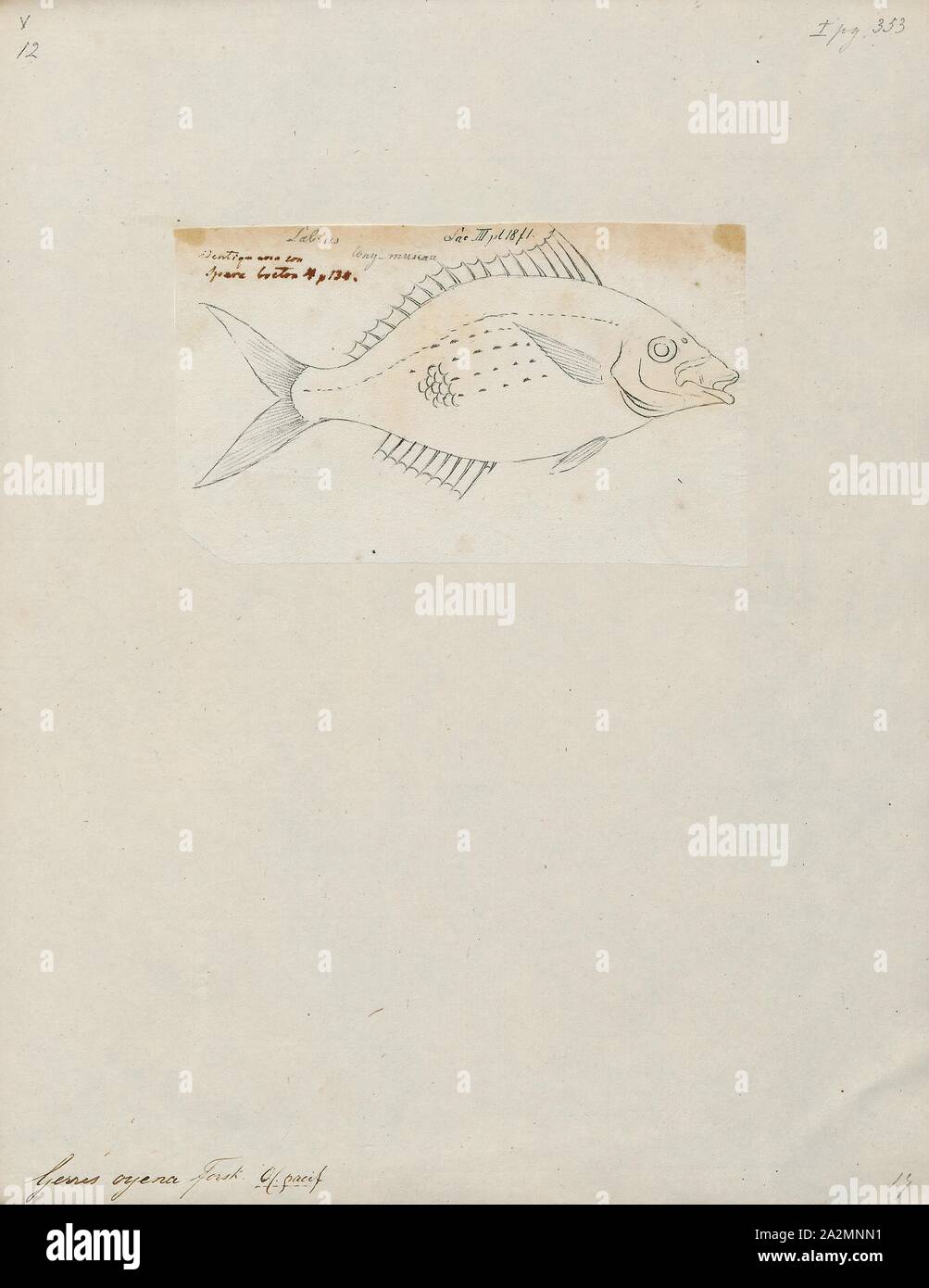 Gerres oyena, Print, The common silver-biddy (Gerres oyena) is a ...