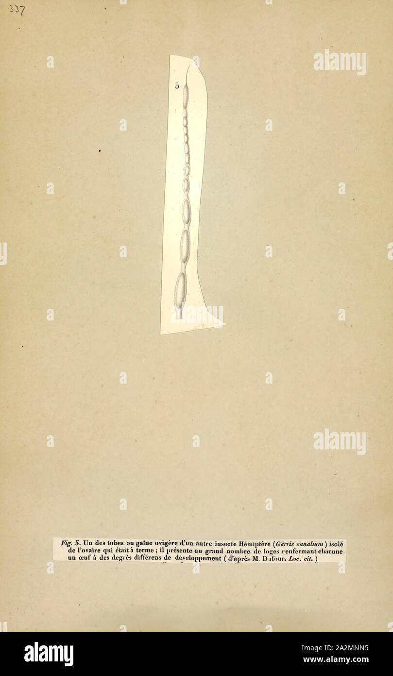 Gerris, Print, Gerris is a bug genus in the family Gerridae (water ...