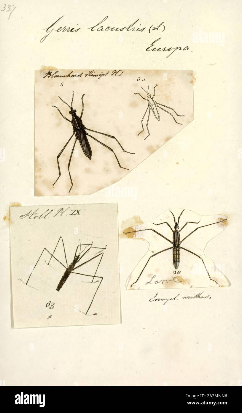 Gerris, Print, Gerris is a bug genus in the family Gerridae (water ...
