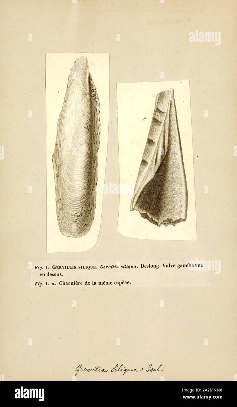 Gervilia siliqua, Print Stock Photo - Alamy