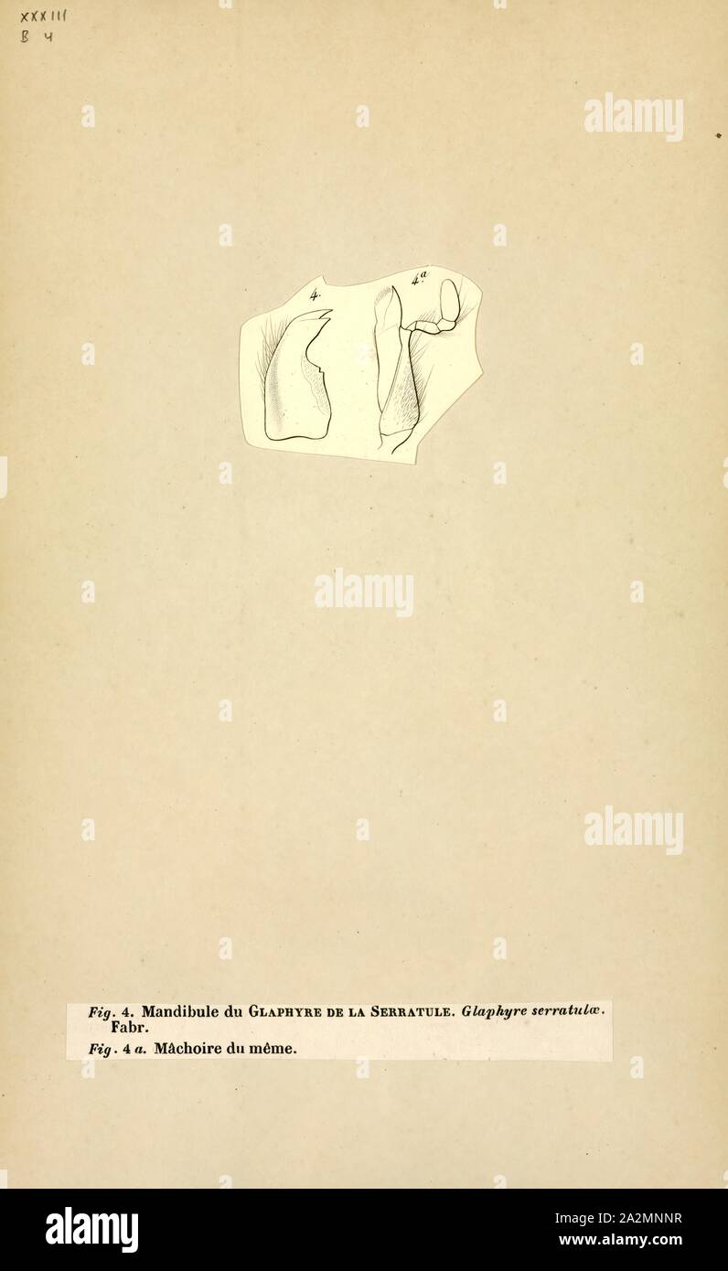 Glaphyridae hi-res stock photography and images - Alamy