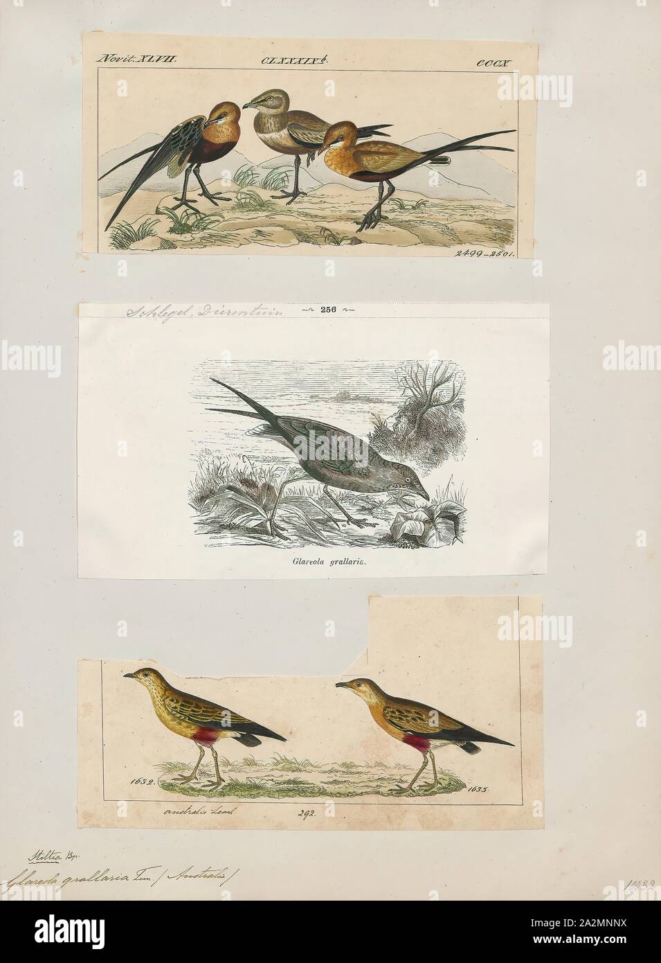Glareola grallaria, Print, Glareola is a genus of birds in the family ...
