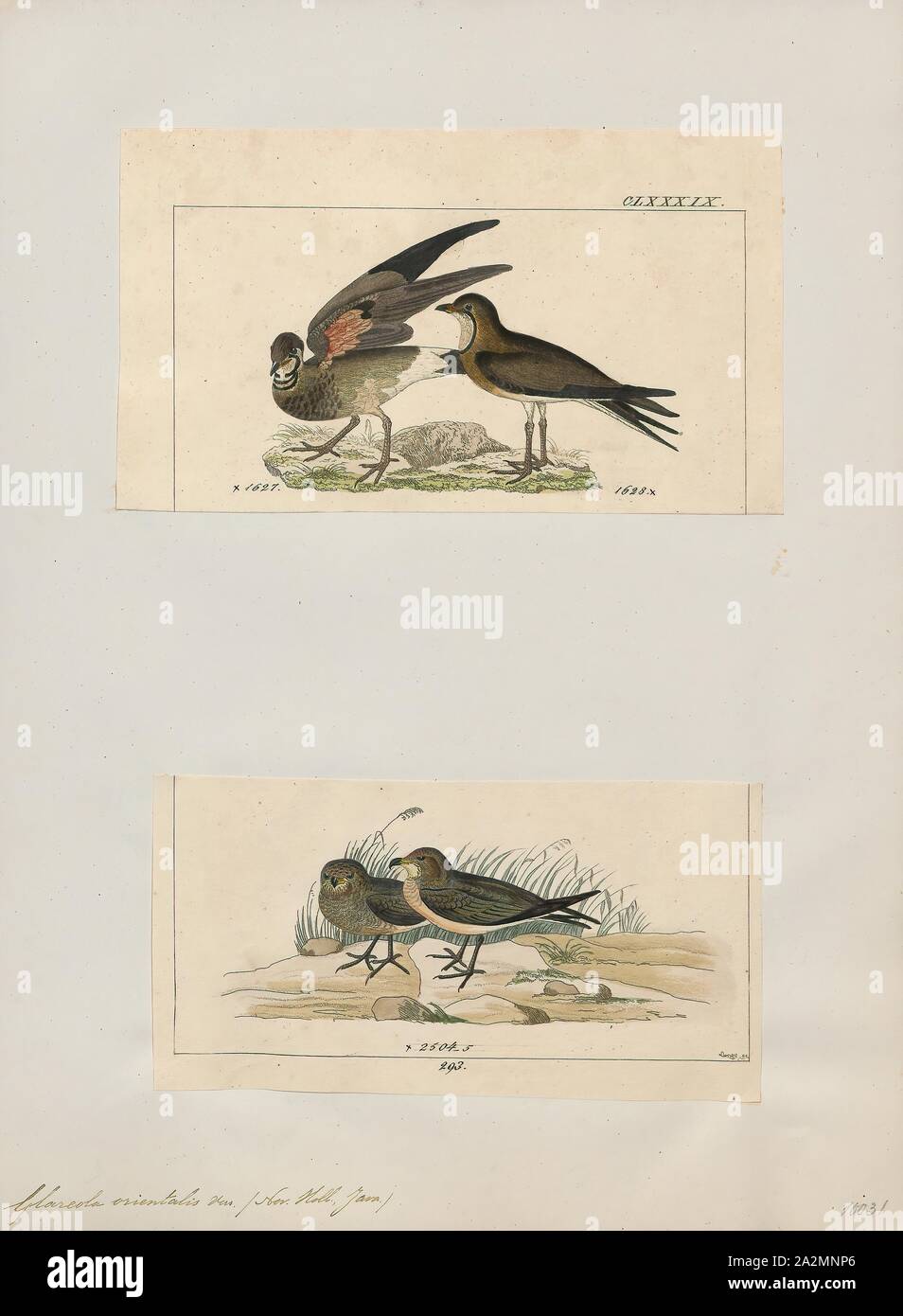 Glareola orientalis, Print, Glareola is a genus of birds in the family ...