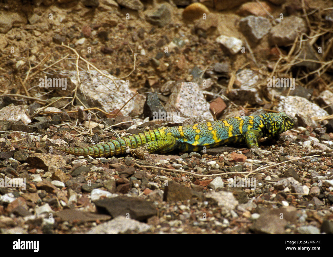 male of Uromastyx ornata- ornate mastigure Ornate Mastigure - Uromastyx ...
