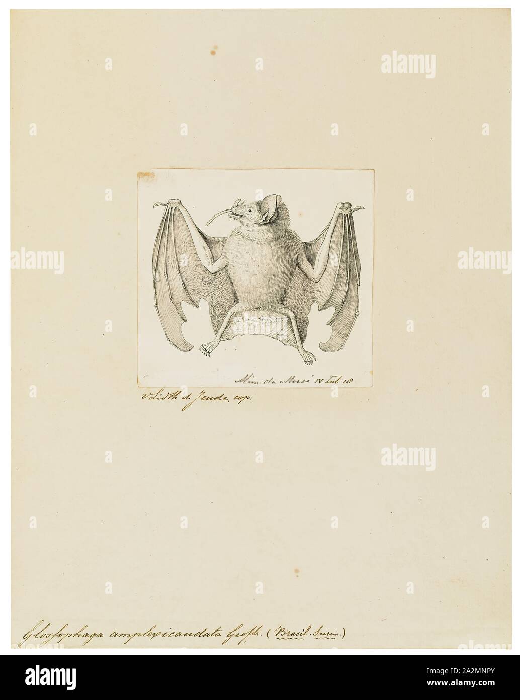 American leaf nosed bats hi-res stock photography and images - Alamy