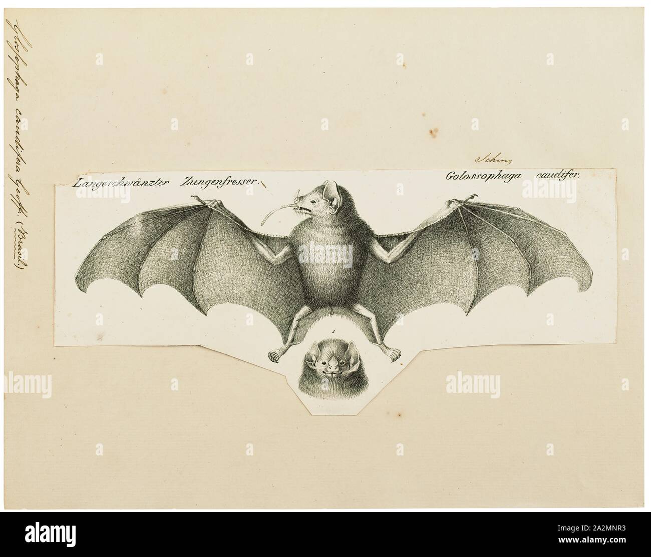 Leaf nosed bat family hi-res stock photography and images - Alamy