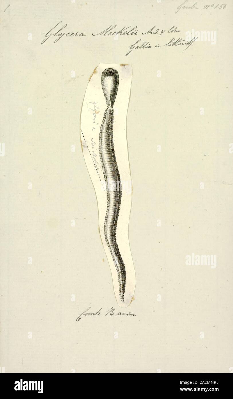 Glycera hi-res stock photography and images - Alamy