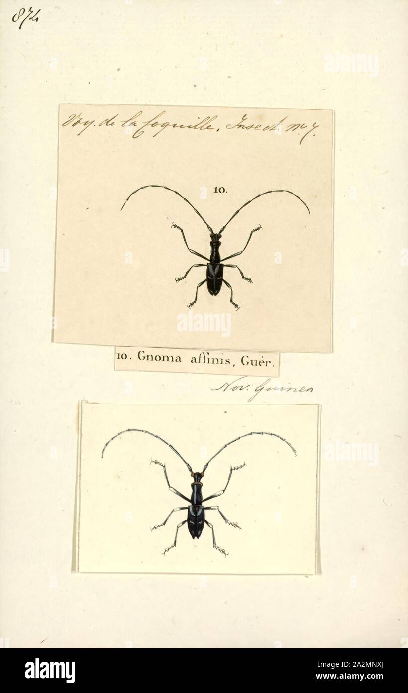 Gnoma, Print, Gnoma is a genus of longhorn beetles of the subfamily ...