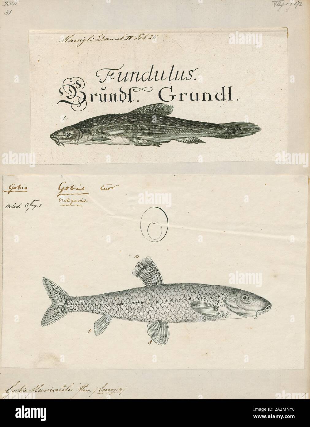 Gobio fluviatilis hi-res stock photography and images - Alamy